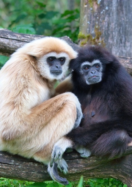 Lar Gibbon Fan Casting