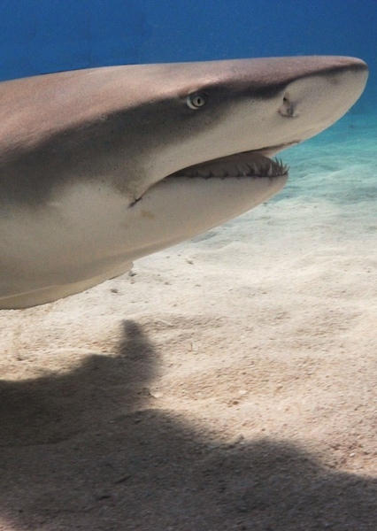 Photos of Lemon Shark on myCast - Fan Casting Your Favorite Stories