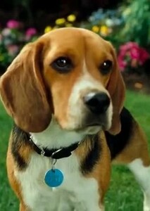 Photos of Lou (Cats & Dogs) on myCast - Fan Casting Your Favorite Stories