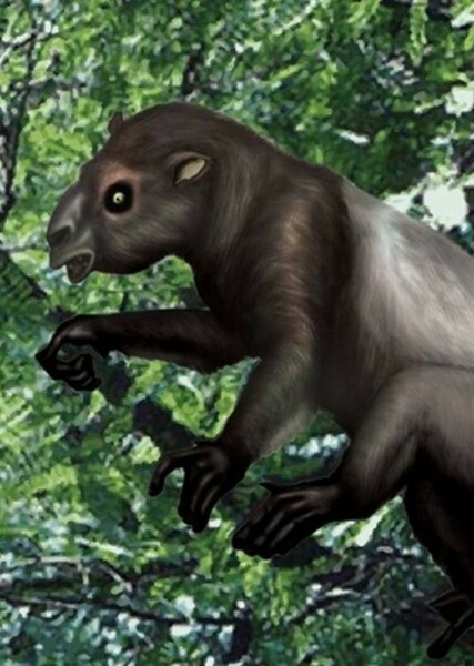 Megaladapis Fan Casting