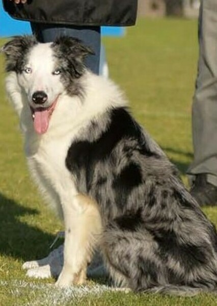 Messi (dog) Fan Casting