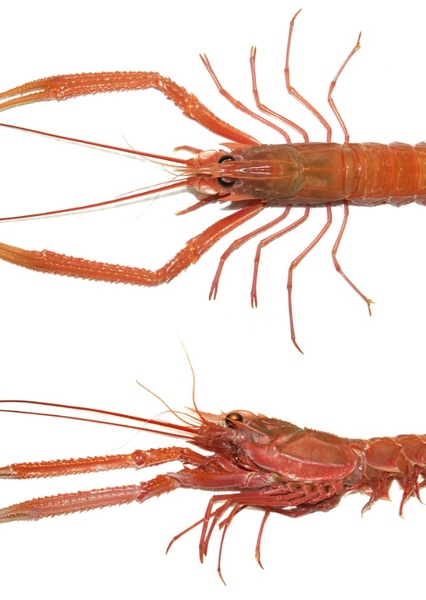 Metanephrops Fan Casting