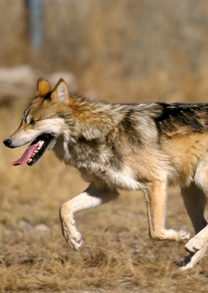 Mexican Wolf Fan Casting