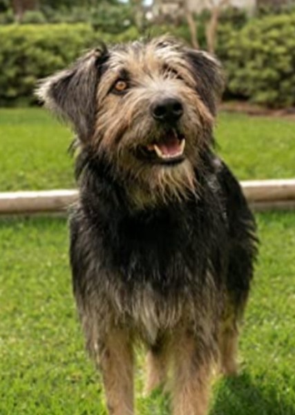 Monte (Dog) Photo on myCast - Fan Casting Your Favorite Stories