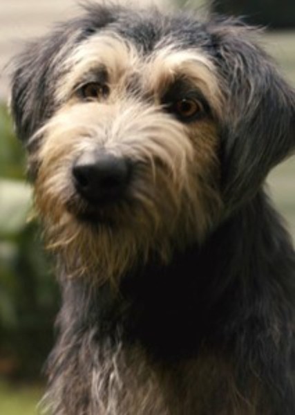 Monte (Dog) Photo on myCast - Fan Casting Your Favorite Stories