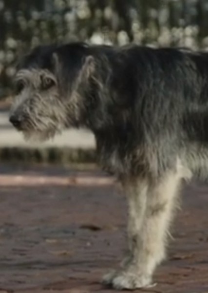 Monte (Dog) Photo on myCast - Fan Casting Your Favorite Stories