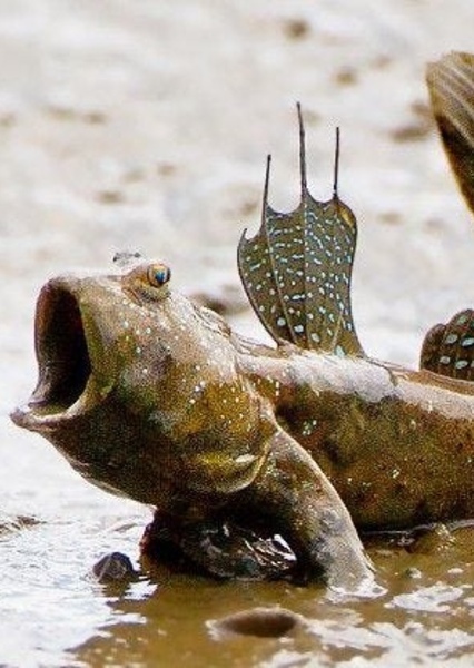 Mudskipper Fan Casting
