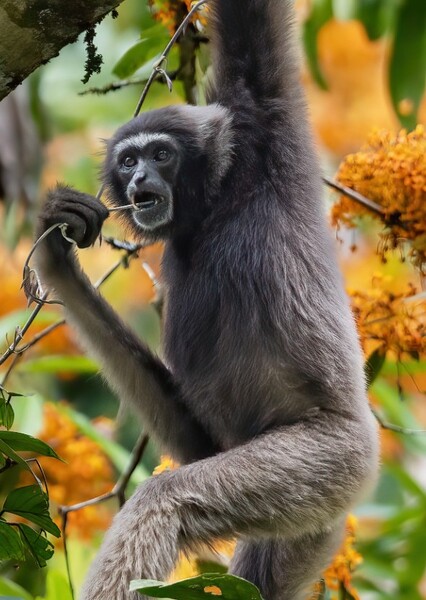 Müller's Gibbon Fan Casting