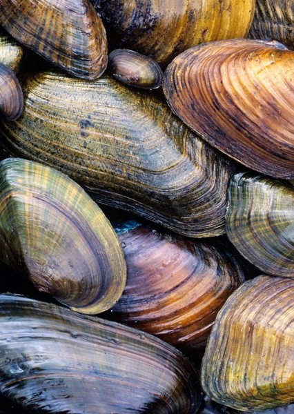 Mussel Fan Casting