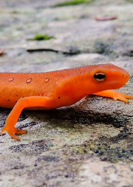 Photos of Newt (Animal) on myCast - Fan Casting Your Favorite Stories