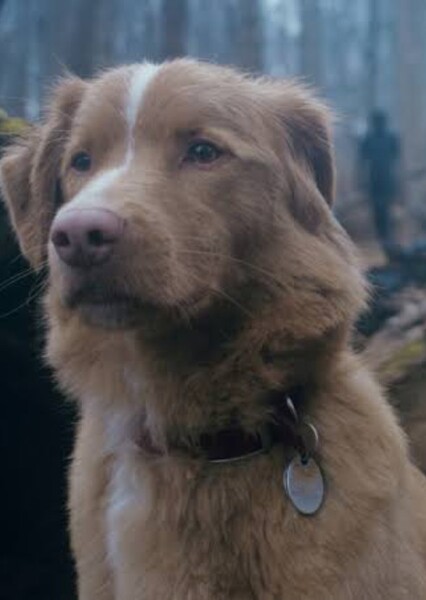 Good Boy Fan Casting for Scary MoVIe (2026) | myCast - Fan Casting Your ...