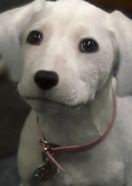 Oddball on myCast - Fan Casting Your Favorite Stories