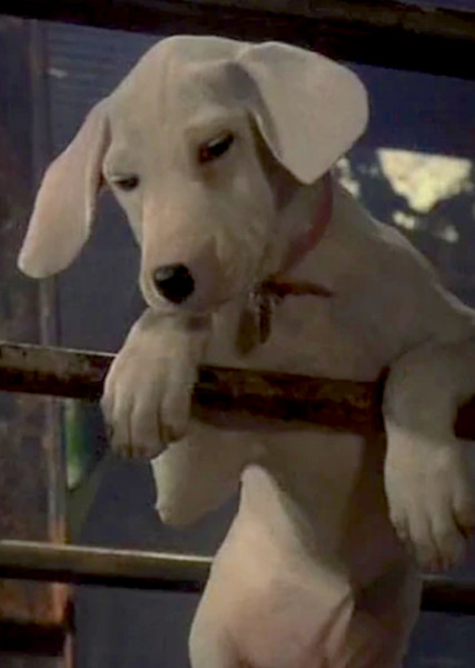 Oddball Photo on myCast - Fan Casting Your Favorite Stories