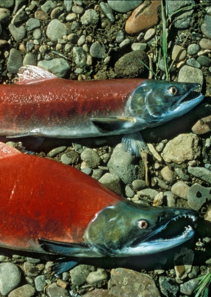 Oncorhynchus Fan Casting