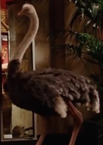 Ostrich (Night at the Museum) Photo on myCast - Fan Casting Your ...