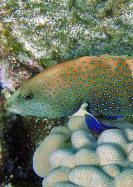 Peacock Hind