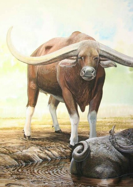 Pelorovis Fan Casting