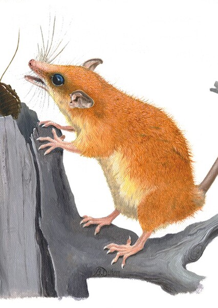 Peratherium Fan Casting