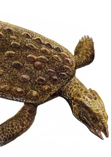 Placochelys Fan Casting