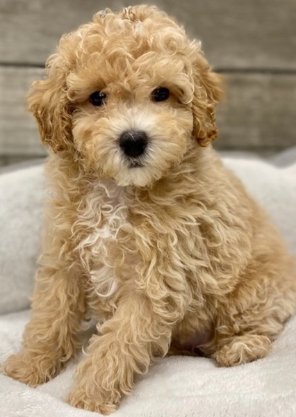 German Shorthaired Pointer Fan Casting