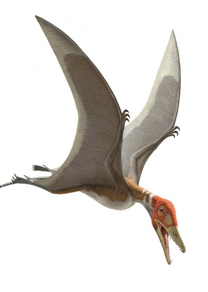 Preondactylus Fan Casting