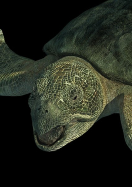 Protostega Photo on myCast - Fan Casting Your Favorite Stories