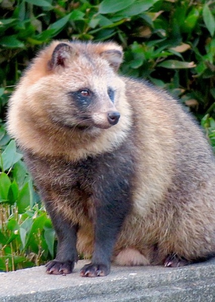 Raccoon Dog Fan Casting