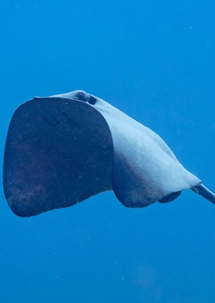 Ray (Animal) Fan Casting