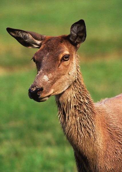 Belle Fan Casting for If Disney Renaissance characters ('89-'99) were animals | myCast - Fan ...