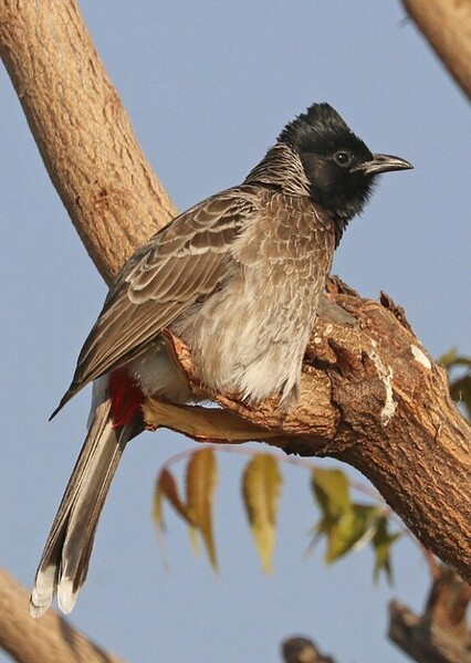 Red-vented bulbul Fan Casting