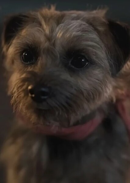 Reggie (Strays) Fan Casting