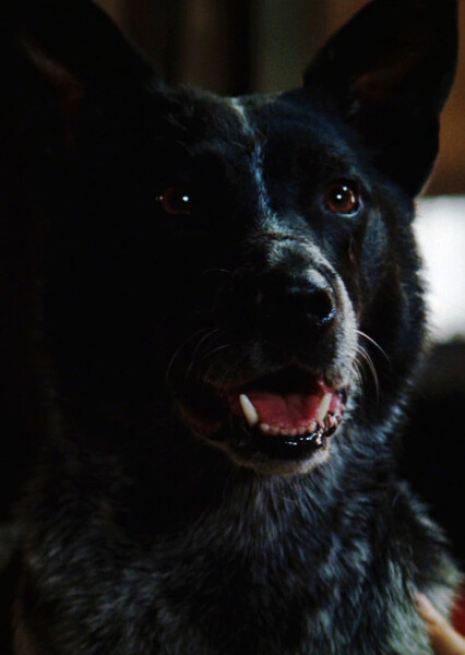Ricky the Dog (MCU) Fan Casting