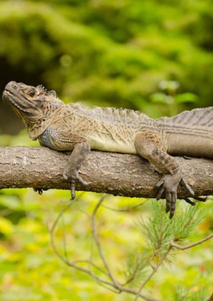 Sailfin Lizard Fan Casting