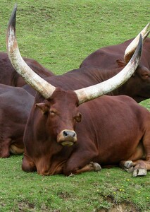 Photos of Sanga (Sanga cattle) on myCast - Fan Casting Your Favorite ...