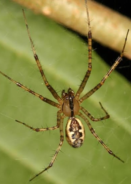 Sheet Web Spider Fan Casting