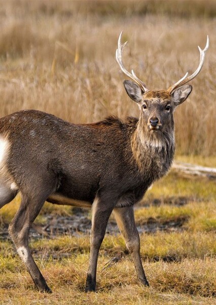 Sika Deer Fan Casting