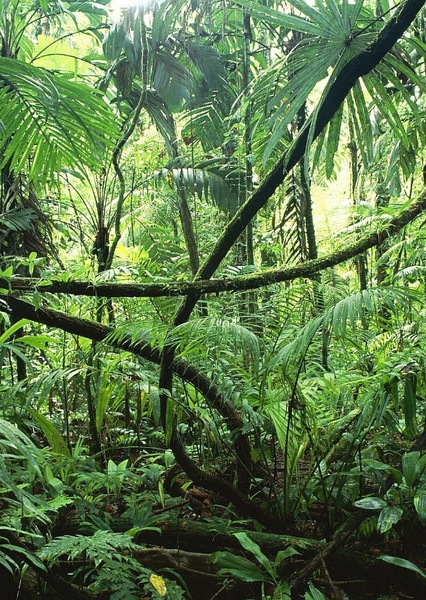 Sound Ideas, BIRD, LOON - COMMON LOON: SINGLE CALL, ANIMAL 02 Fan Casting