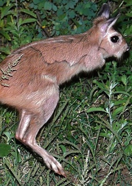 South African Springhare Fan Casting