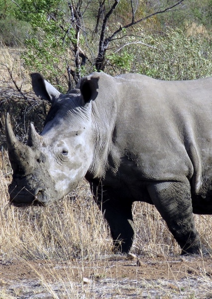 Southern White Rhinoceros Fan Casting