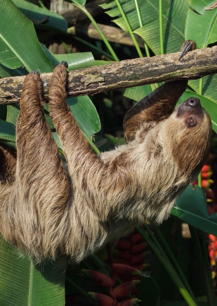 Fan Casting Two-Toed Sloth as Animals in Godzilla vs. Hedorah 2 on myCast