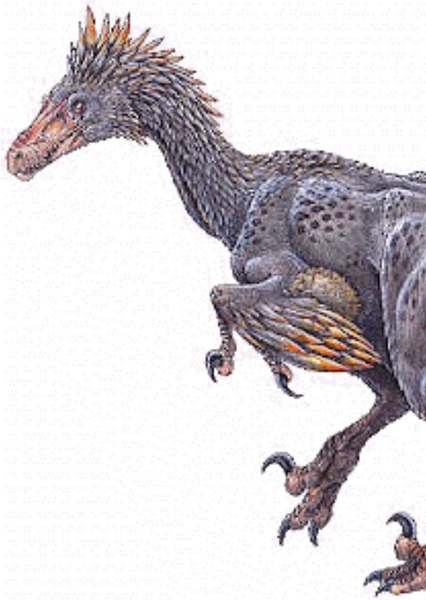 Unenlagia Fan Casting