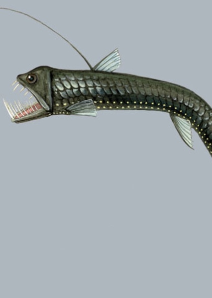 Viperfish Fan Casting