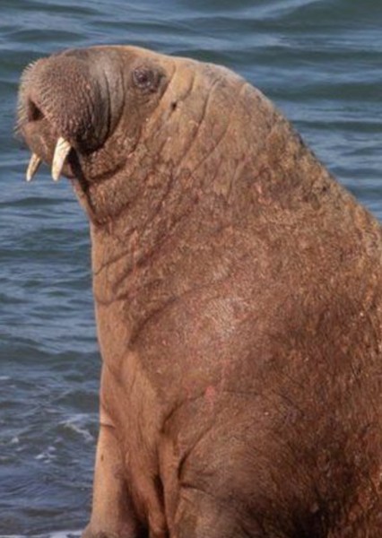 Walrus Photo on myCast - Fan Casting Your Favorite Stories