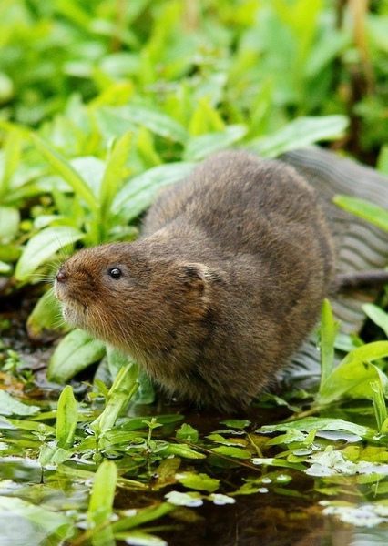 Water Rat Fan Casting