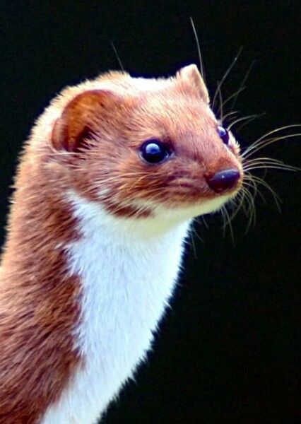 Fang Fan Casting for Sonic the Hedgehog Encyclopedia | myCast - Fan ...