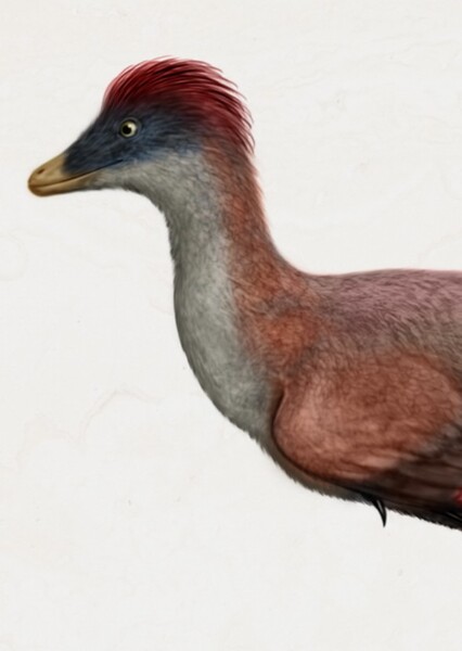 Tianyuraptor Fan Casting