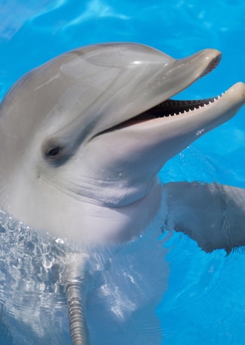 Dolphin Fan Casting for World of Animals | myCast - Fan Casting Your Favorite Stories