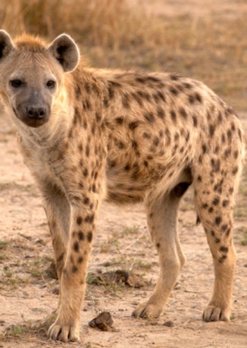 Hyena Fan Casting for World of Animals | myCast - Fan Casting Your ...