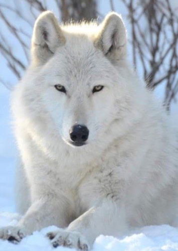 Arctic Wolf Fan Casting for One Earth | myCast - Fan Casting Your Favorite Stories