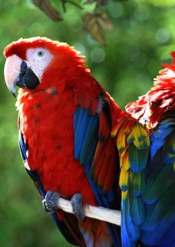 Macaw Fan Casting for Wild | myCast - Fan Casting Your Favorite Stories